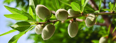 Protecting Almonds Through Petal Fall | Crop Science US