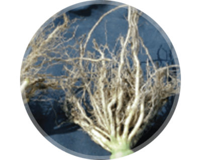 Corn Rootworm Management | Bayer Traits | Crop Science US