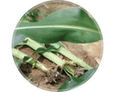 Corn Rootworm Management | Bayer Traits | Crop Science US