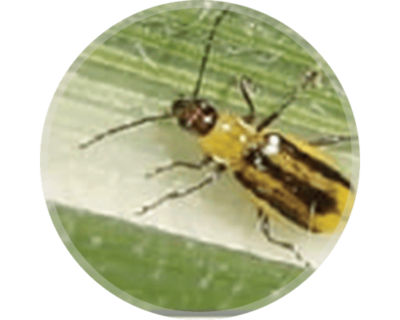 Corn Rootworm Management | Bayer Traits | Crop Science US