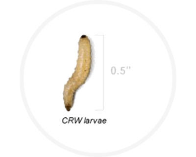 Corn Rootworm Management | Bayer Traits | Crop Science US