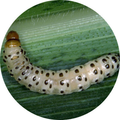 Corn Earworm in Corn | Bayer Traits | Crop Science US