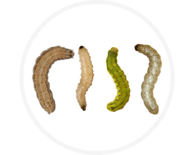 Pest Management Best Practices | Bayer Traits | Crop Science US