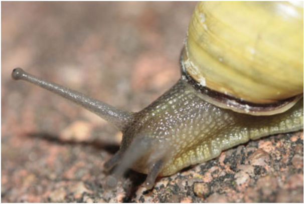 Back-Button Auto Focus Explained