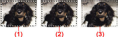 Cropping images with the scanner driver