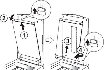 Setting up the scanner to scan film (8000F)
