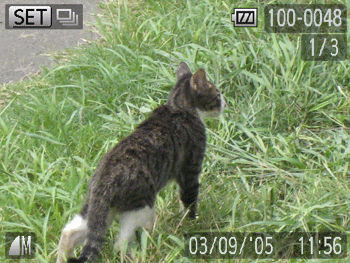 How to set High-Speed Continuous Shooting (High-speed Burst) and Group ...