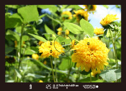 Shooting with Focus Lock (EOS 6D)