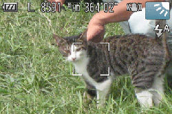 Switching Shooting Modes (PowerShot ELPH 135, 140IS, and 150IS)