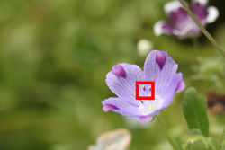 Disable Auto focus (AF) point display - EOS 7D Mark II