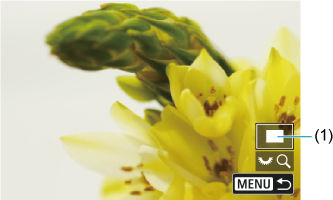 EOS R6: Magnified Image Display