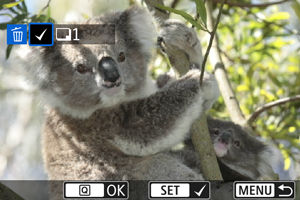 EOS R6 Mark II: Erasing Images