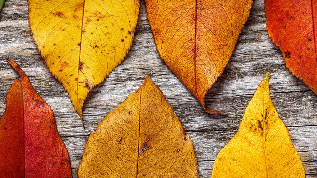 Autumn Leaves Photography