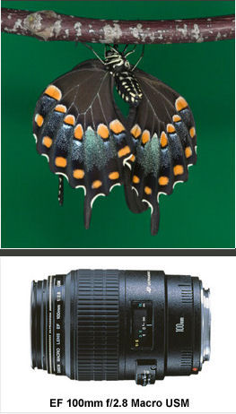 Definition: Macro Lens