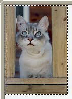 ScanGear Preferences (Preview Tab) - CanoScan 3200F