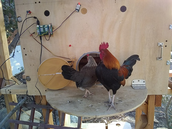 Chicken Sound Box