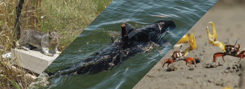 Robot animals are transforming scientific research | Qualcomm