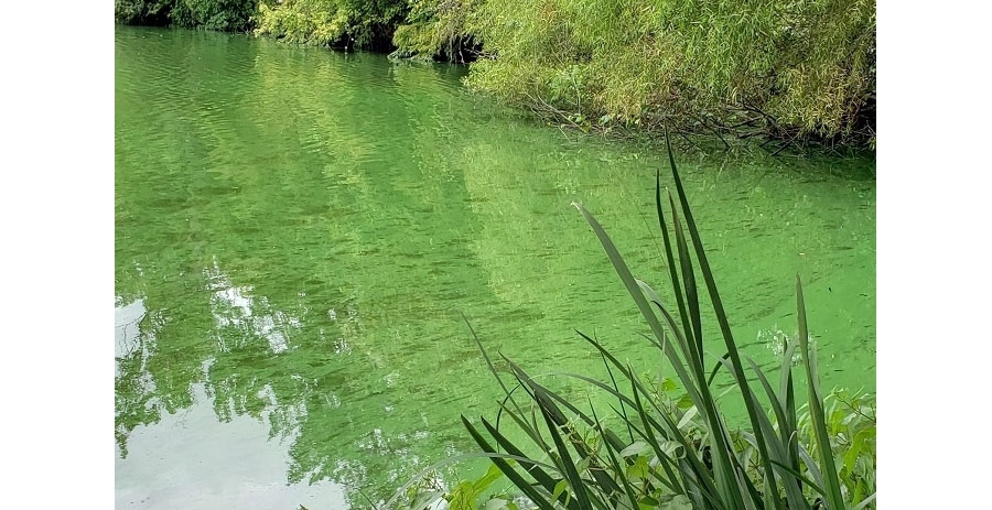 Cyanobacteria Algae Bloom