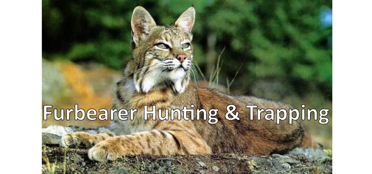Bobcat Hunting