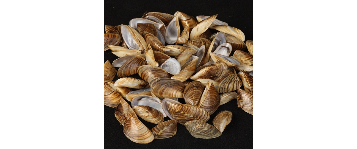 Zebra Mussels Invasive Species Invasive Species Alert For Quagga