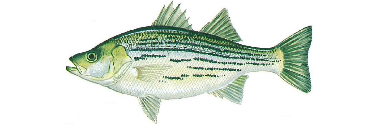 Hybrid Striped Bass Drawing