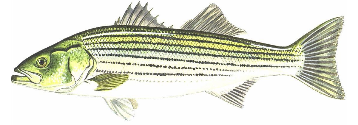 Hybrid Striped Bass Drawing