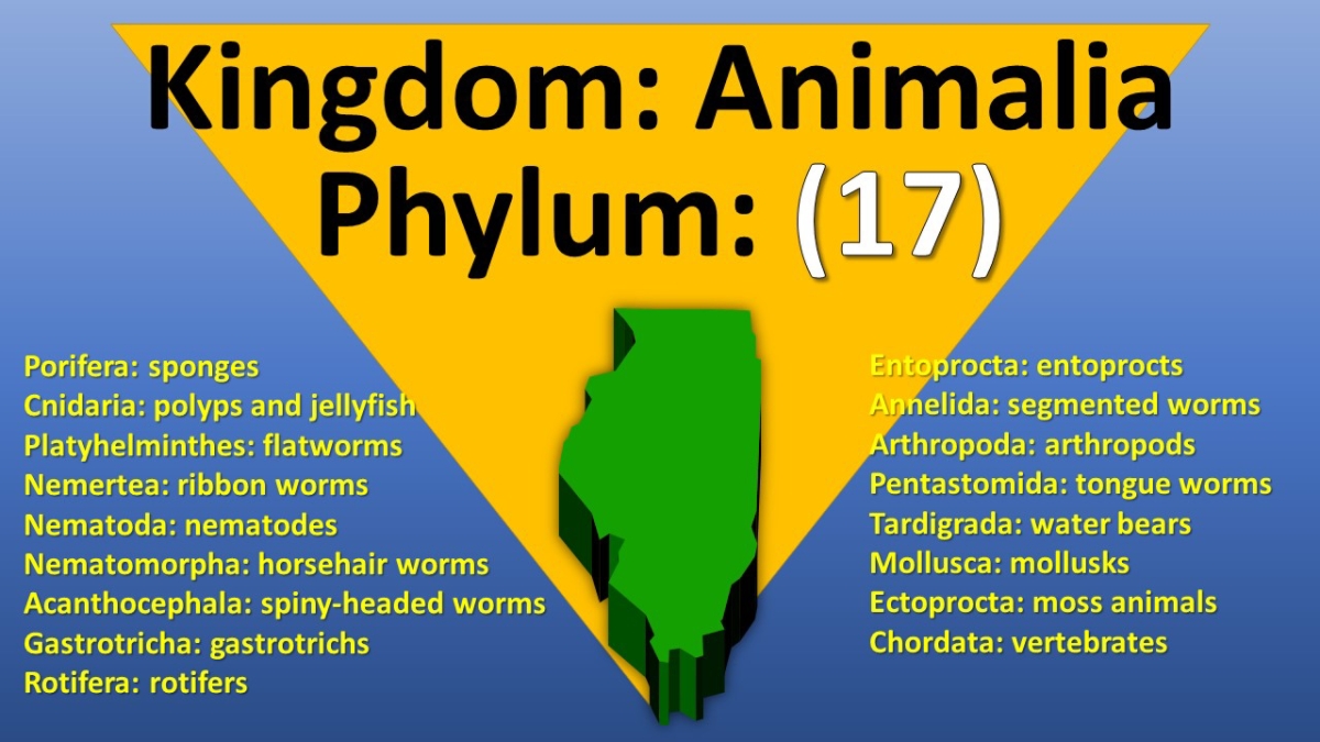 Kingdom Animalia Phylum Arthropoda