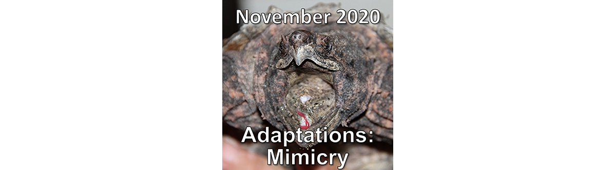 Mimicry Animals For Kids