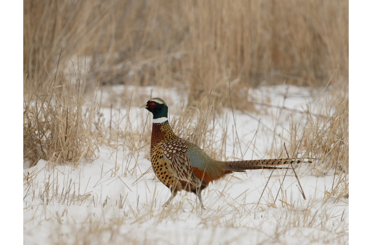 Pheasant Hunting