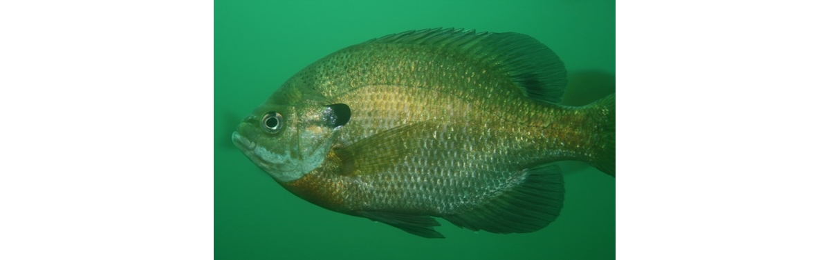 Illinois State Fish States Are Getting Hooked On The Fish Art