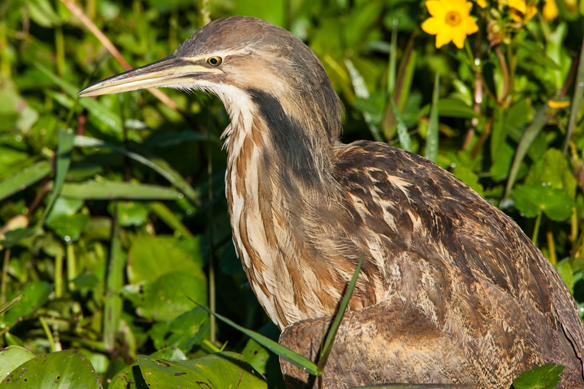 American Bittern