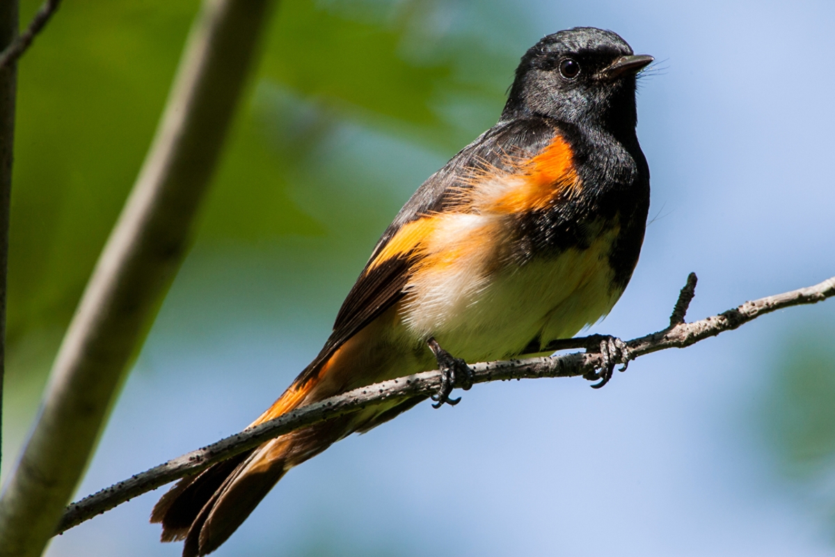 American Redstart Male And Female
