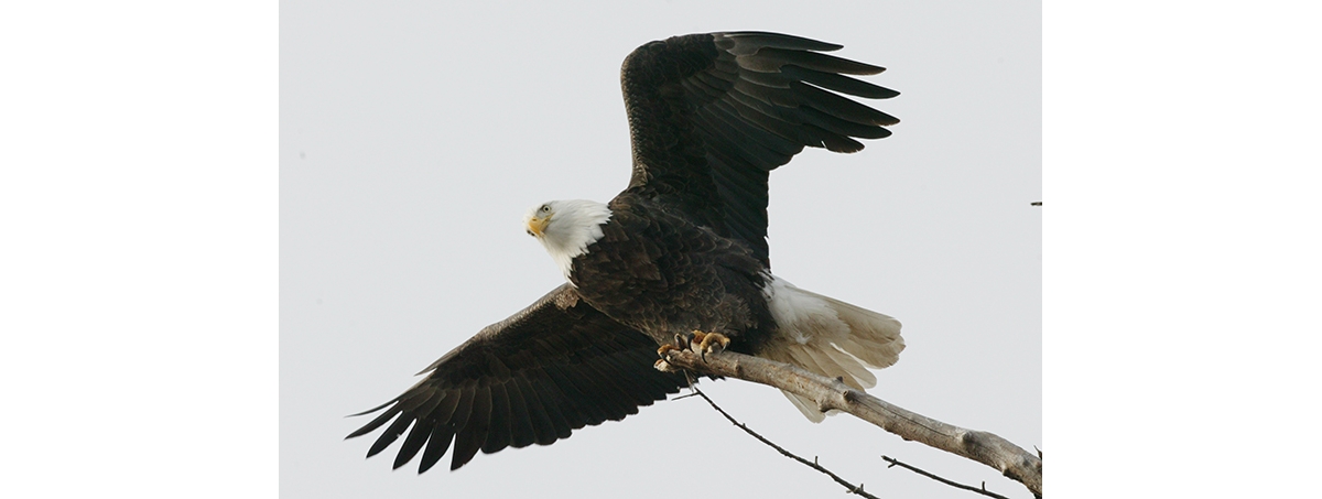 Bald Eagle Black