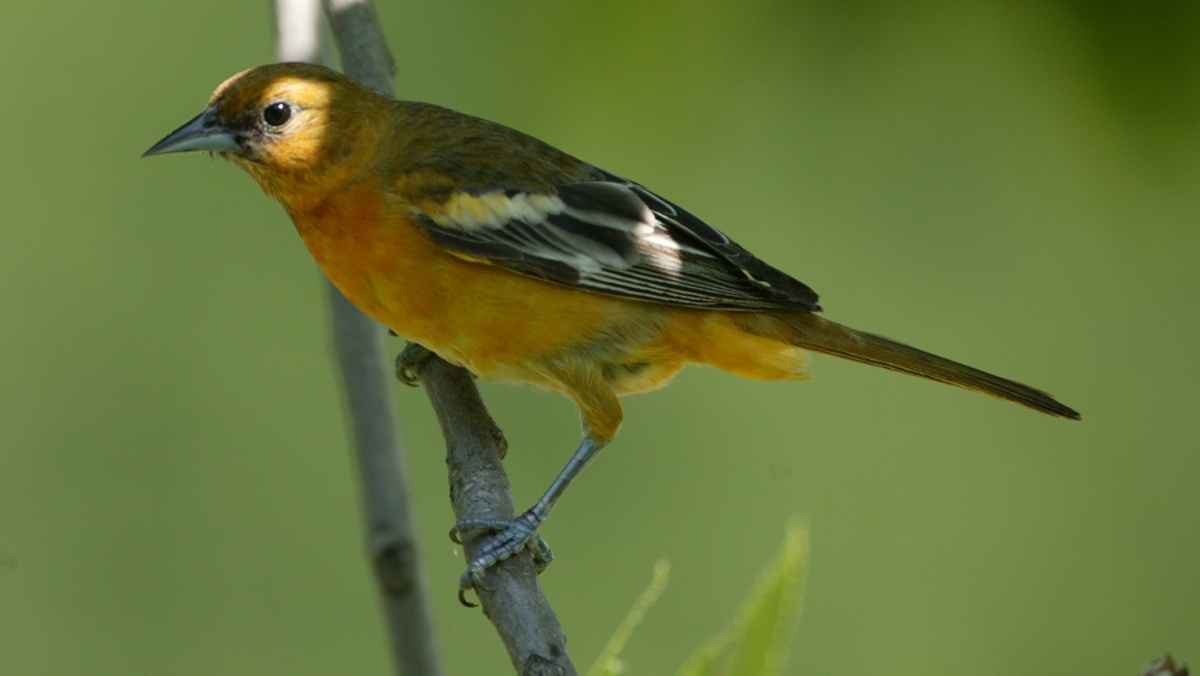 Northern Oriole Baltimore Oriole – I See Beauty All Around