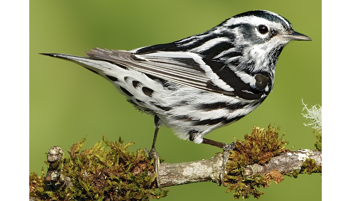 Black And White Background Birds Black And White Bird Photos Wall For