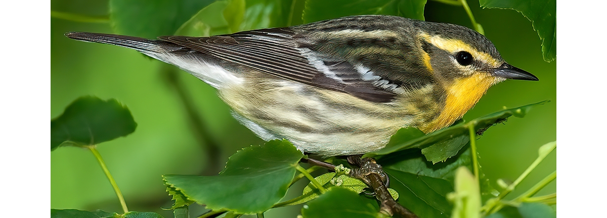 Blackburnian Warbler Fall