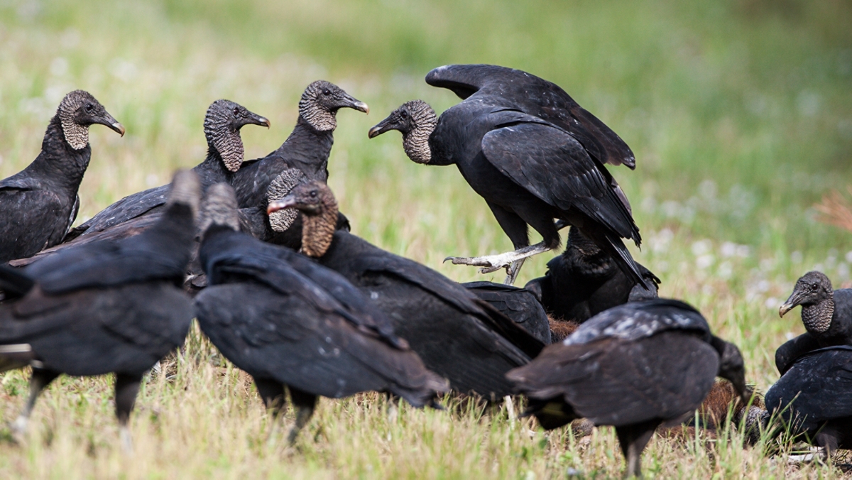 Black Vulture In Flight