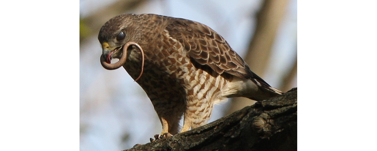 Broad Winged Hawk