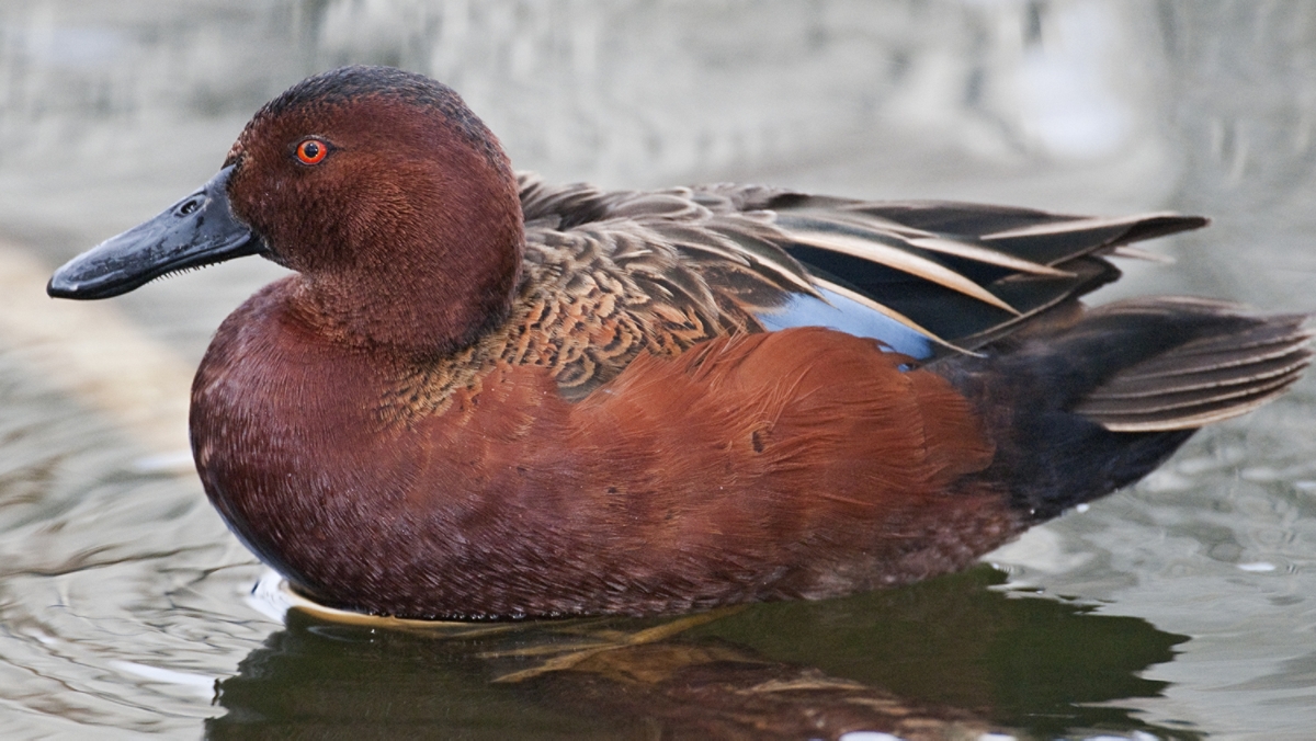 Cinnamon Teal Duck Cinnamon Teal Spatula Cyanoptera NatureWorks