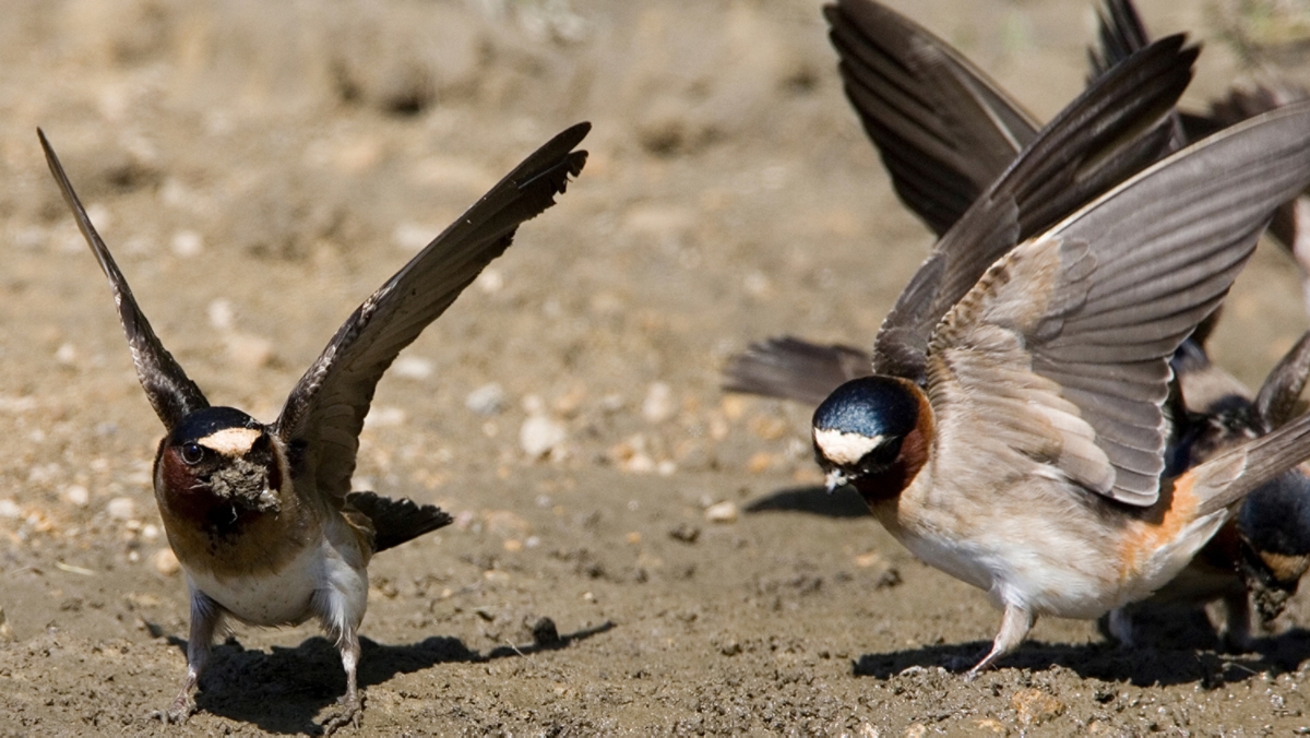 Il Coloniale Messina Wildlife