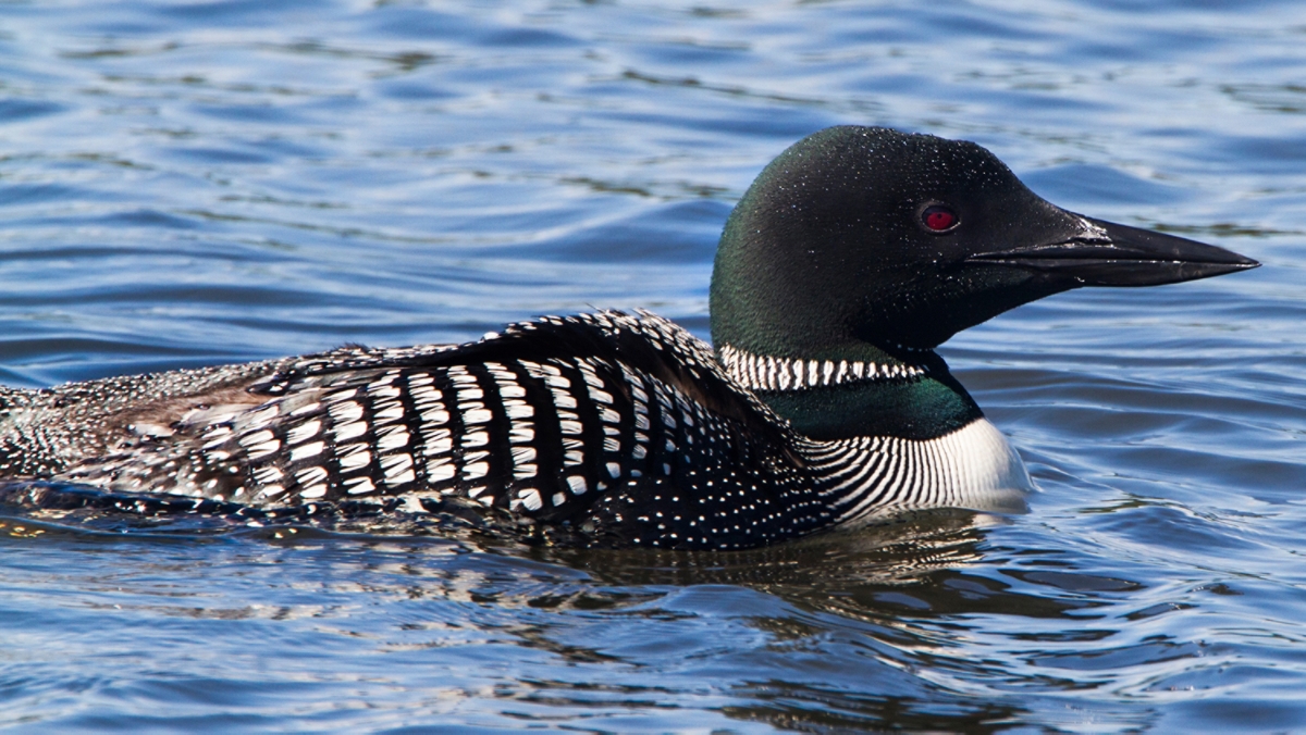 Male And Female Common Loon