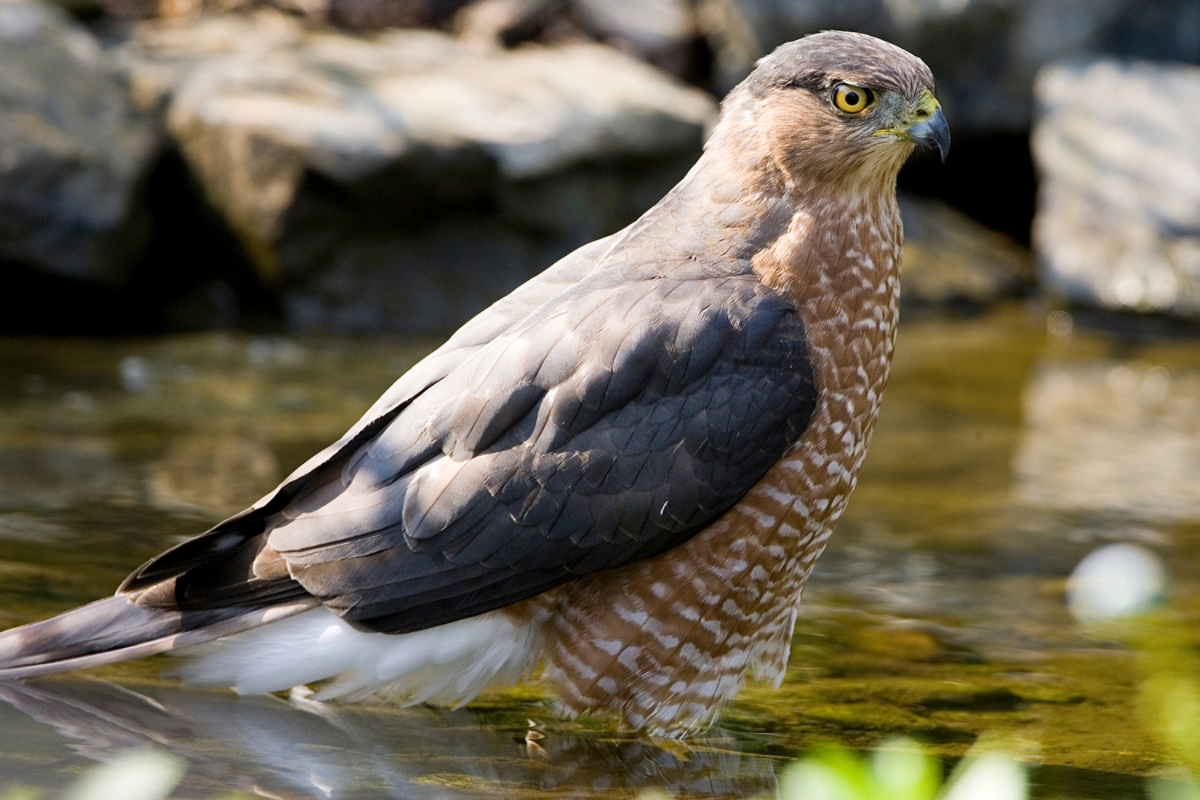 Coopers Hawk Range What's For Dinner? Sharp Shinned And Cooper's Hawks