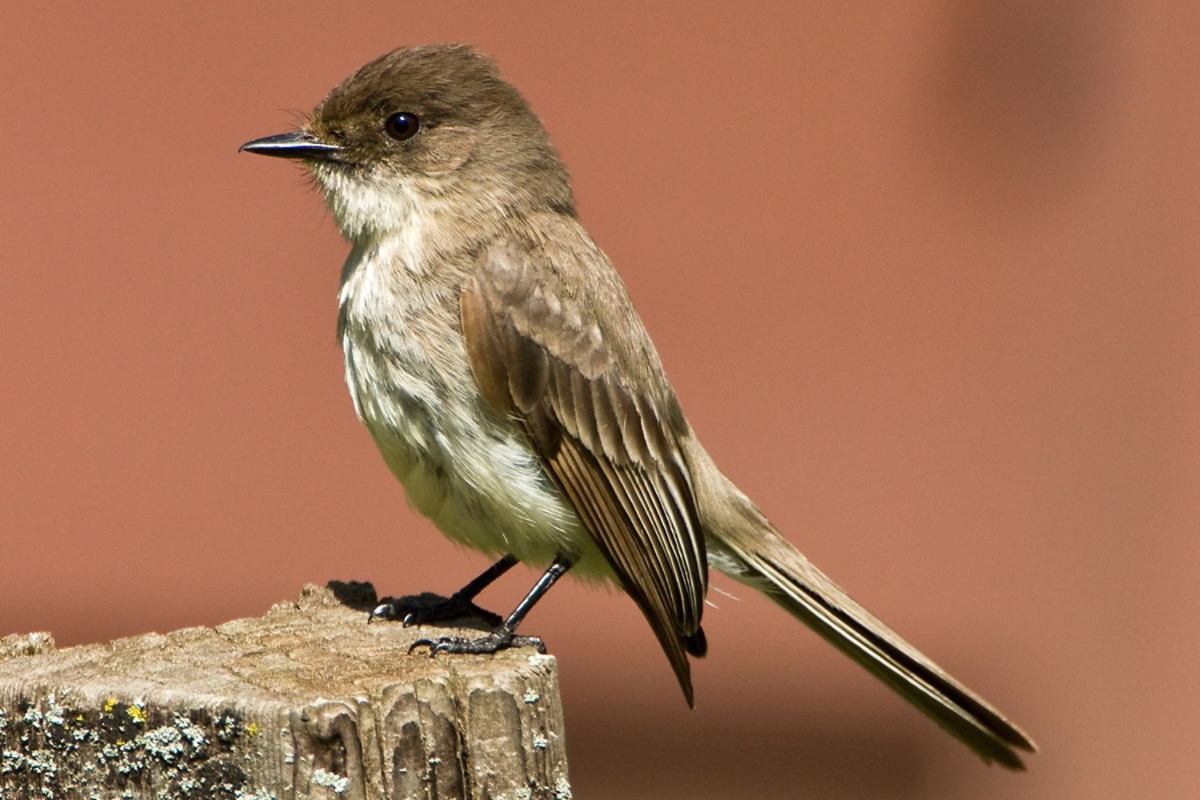 Eastern Phoebe Flying