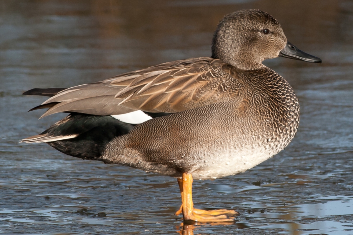 Gadwall Male And Female