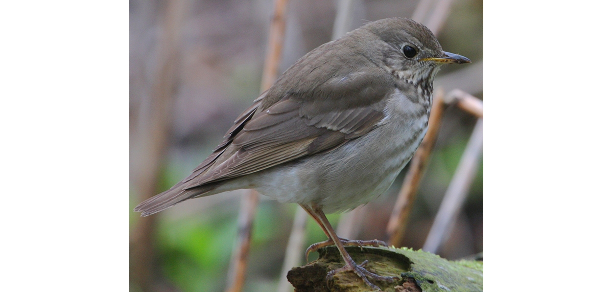 Gray Cheeked Thrush