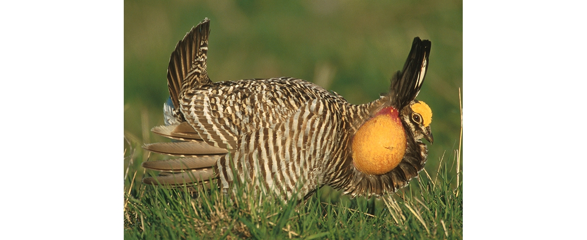 Greater Prairie Chicken Range