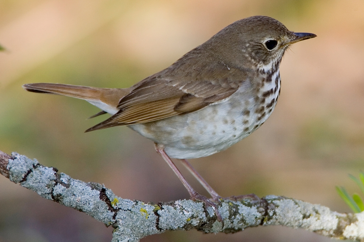 Female Thrush Bird Usa