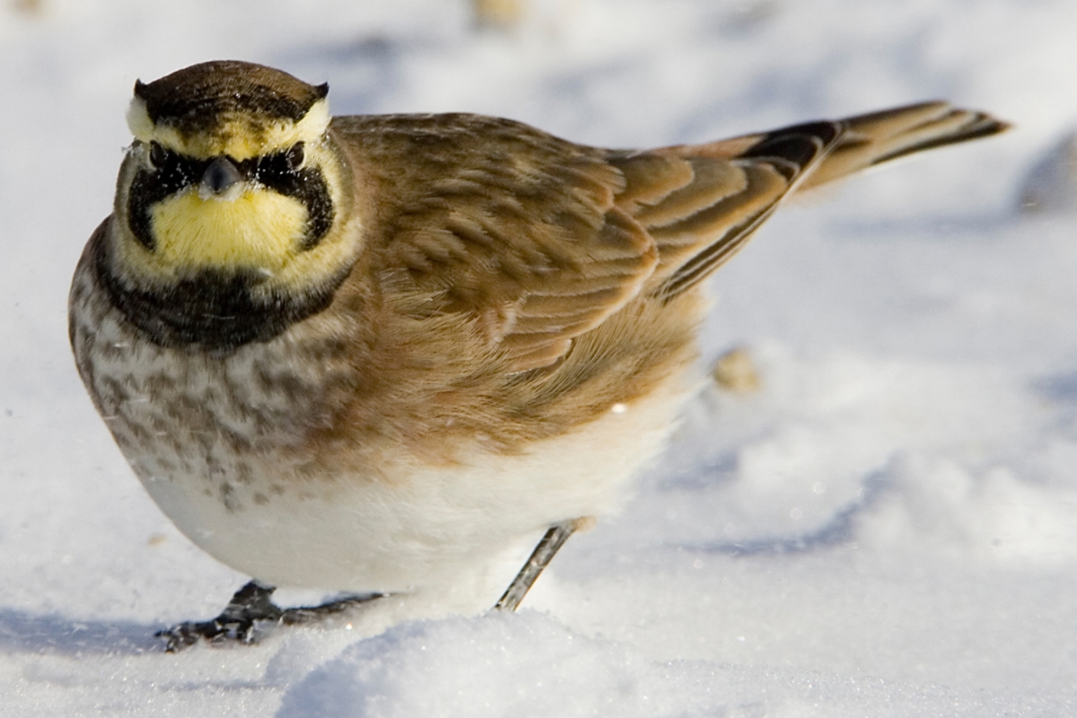 Female Horned Lark