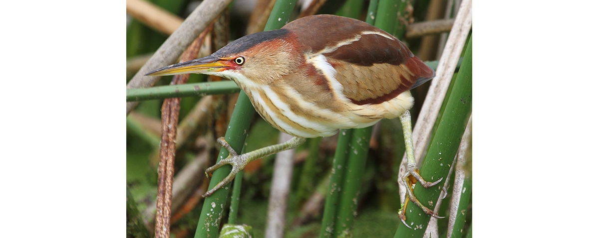 Least Bittern Vs Green Heron
