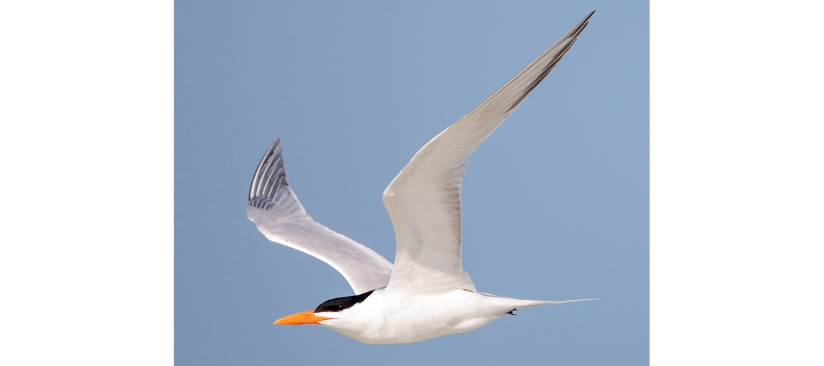 Least Tern Flying